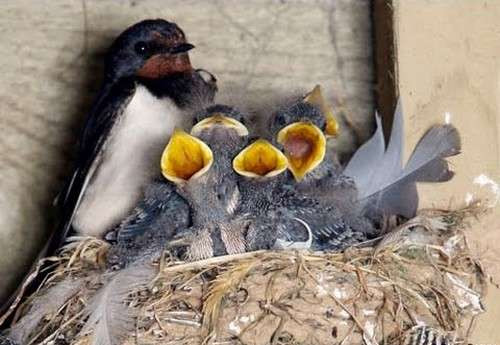 Copie de Jour 5 - jeudi 21 mars :: gardiensdelaterre